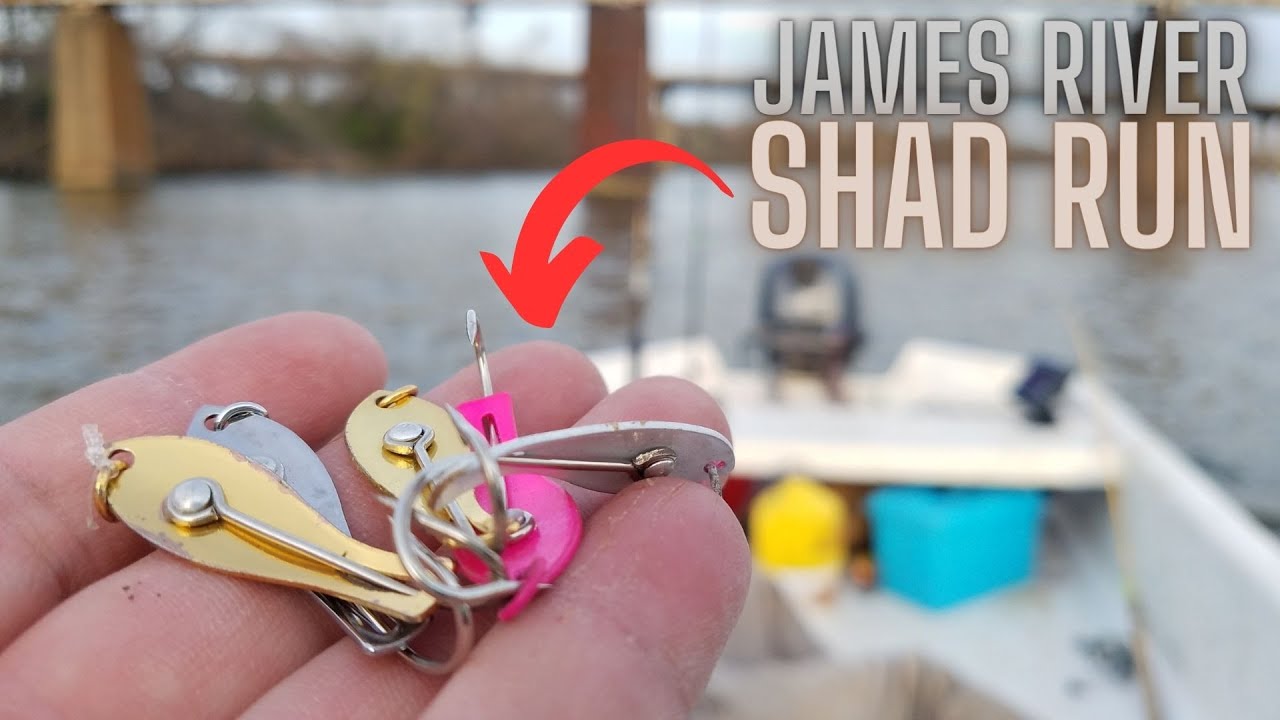 SHAD EVERY CAST!!! (James River Spring Run Heatin UP!) - YouTube