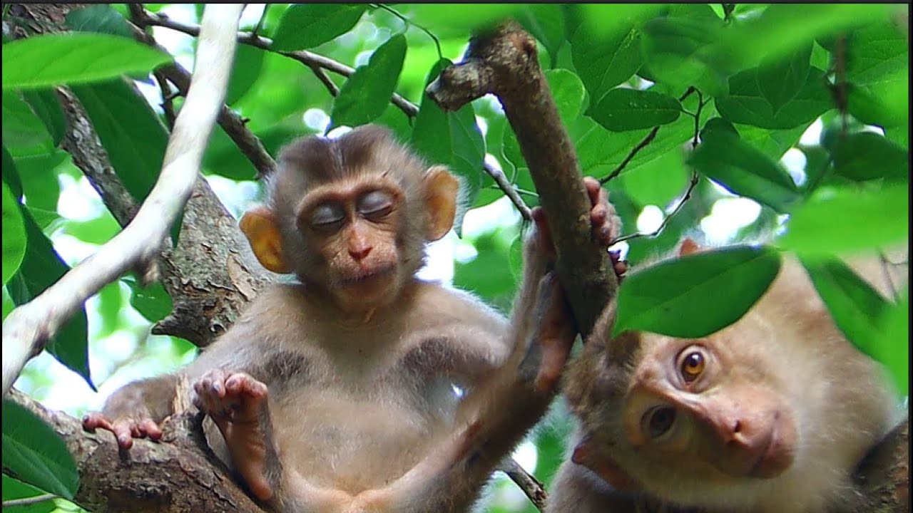 Heartwarming : Amanda is super man in protect cute baby Zuri while it asleep - YouTube