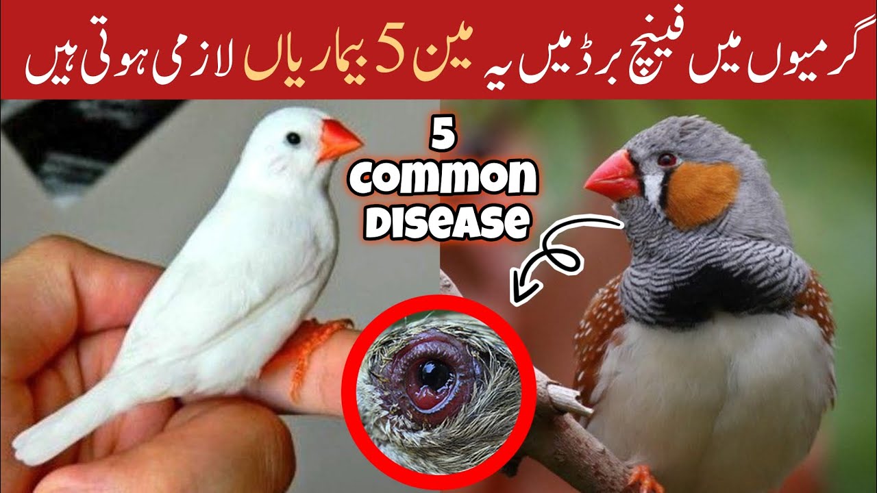 Finches Bird 5 Common Disease || finches bird disease || finch bird ki ...
