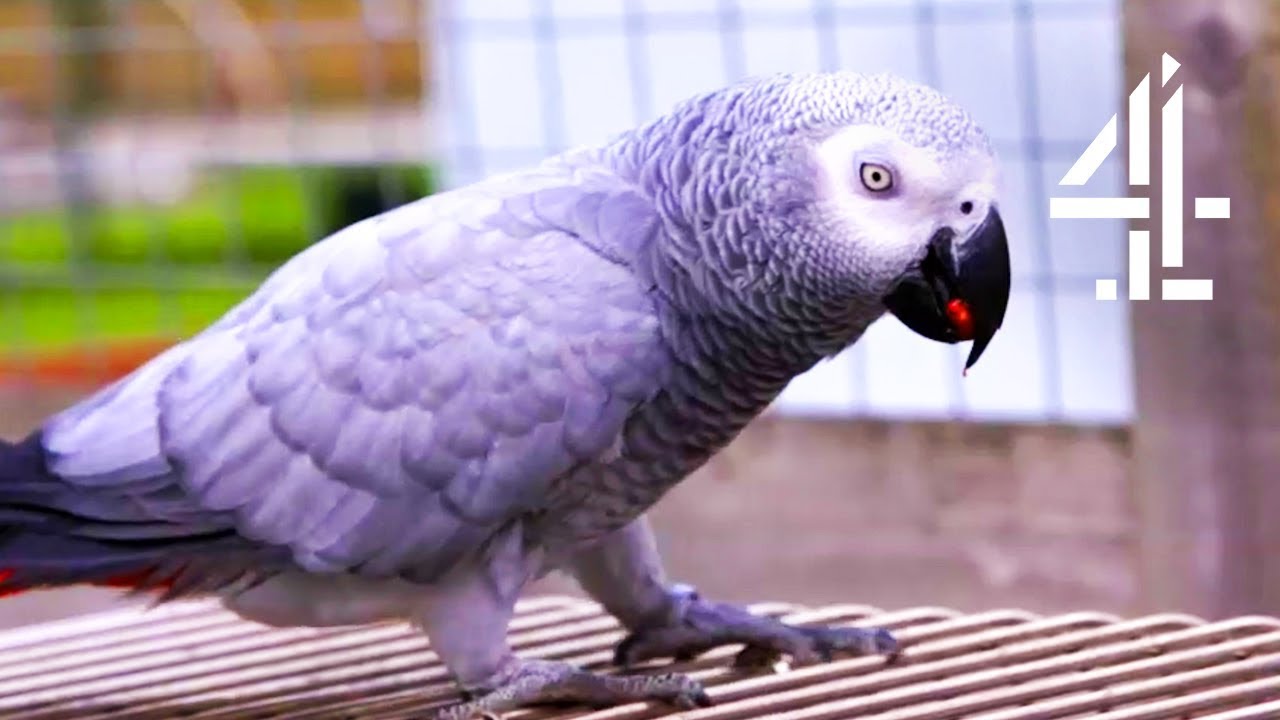 Sausage The Parrot Loves To Swear - YouTube