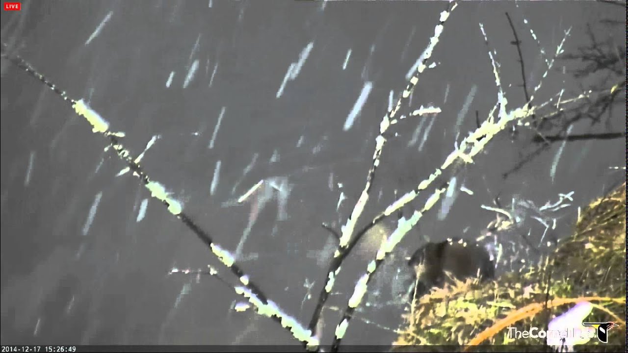 Video 2014 12 17 152400 MUSKRAT SWIMS AT CROSSOVER EATS TWIG - YouTube