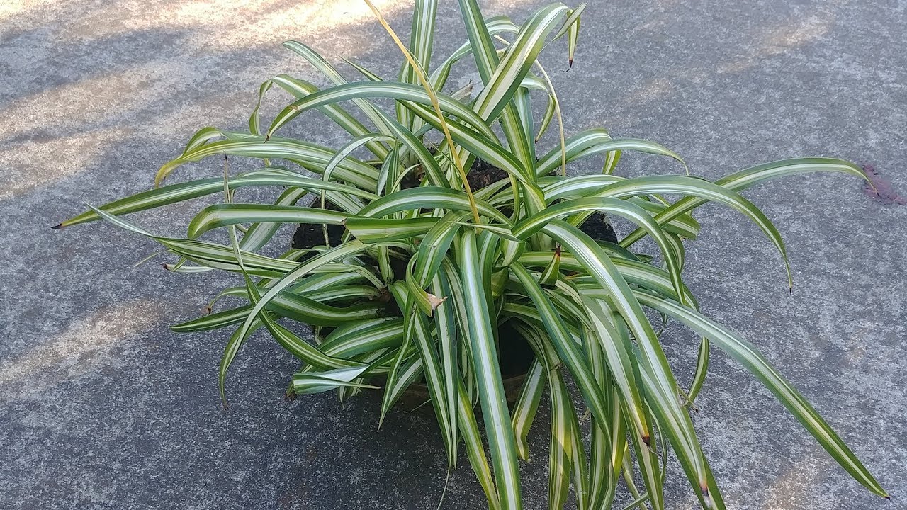 How to Grow Spider Plant - part 3 (with updates) - YouTube