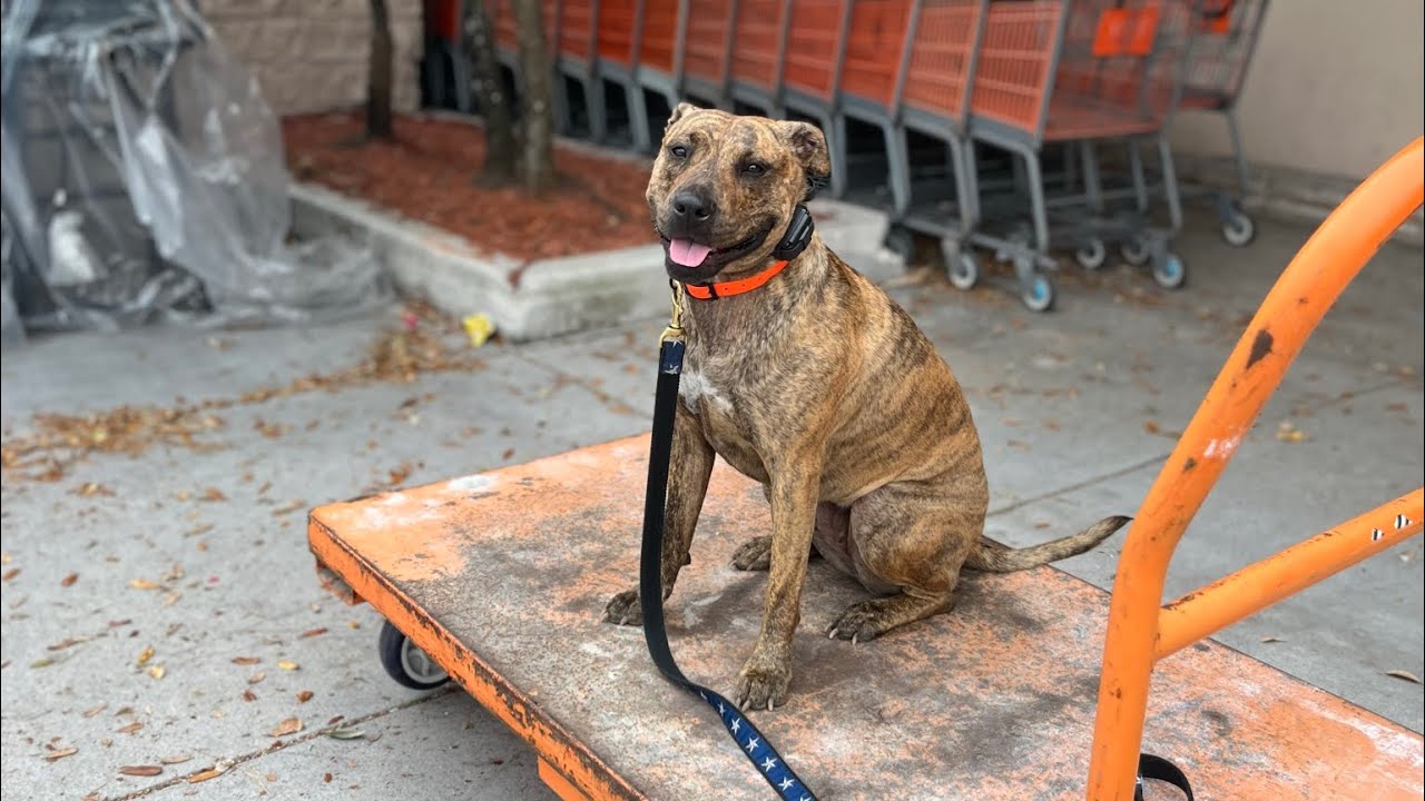 2 y/o Pitt/Staffie Mix “Ella” | Port St Lucie Dog Trainers | Treasure ...