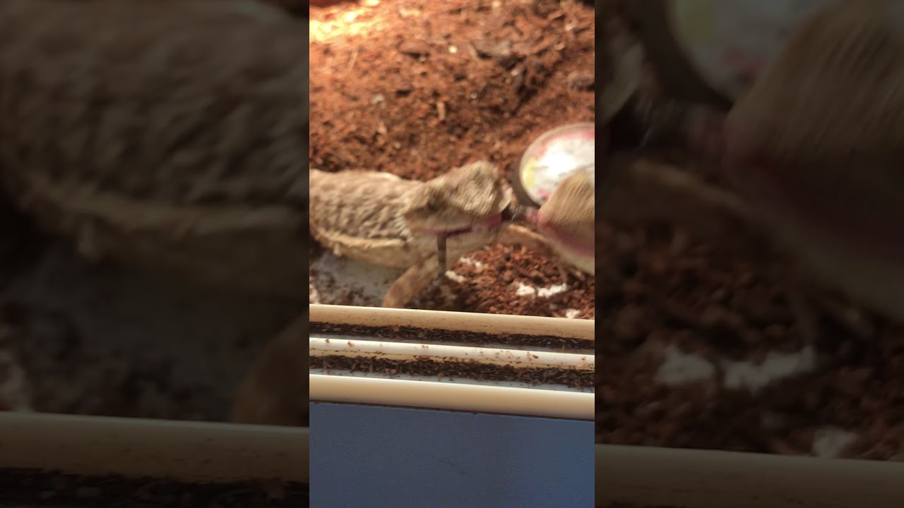 2 Bearded Dragon’s fighting over a gecko! - YouTube