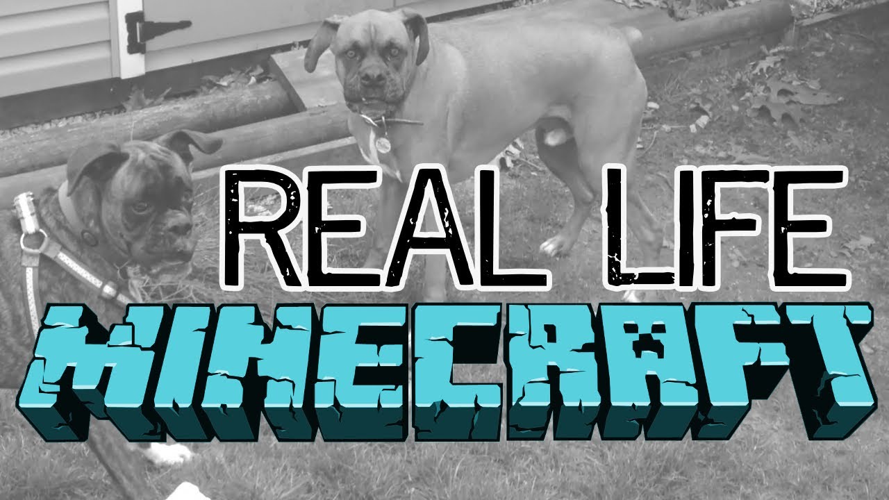 Real Life Minecraft - Episode 6 "Wolves (Dogs)" - YouTube