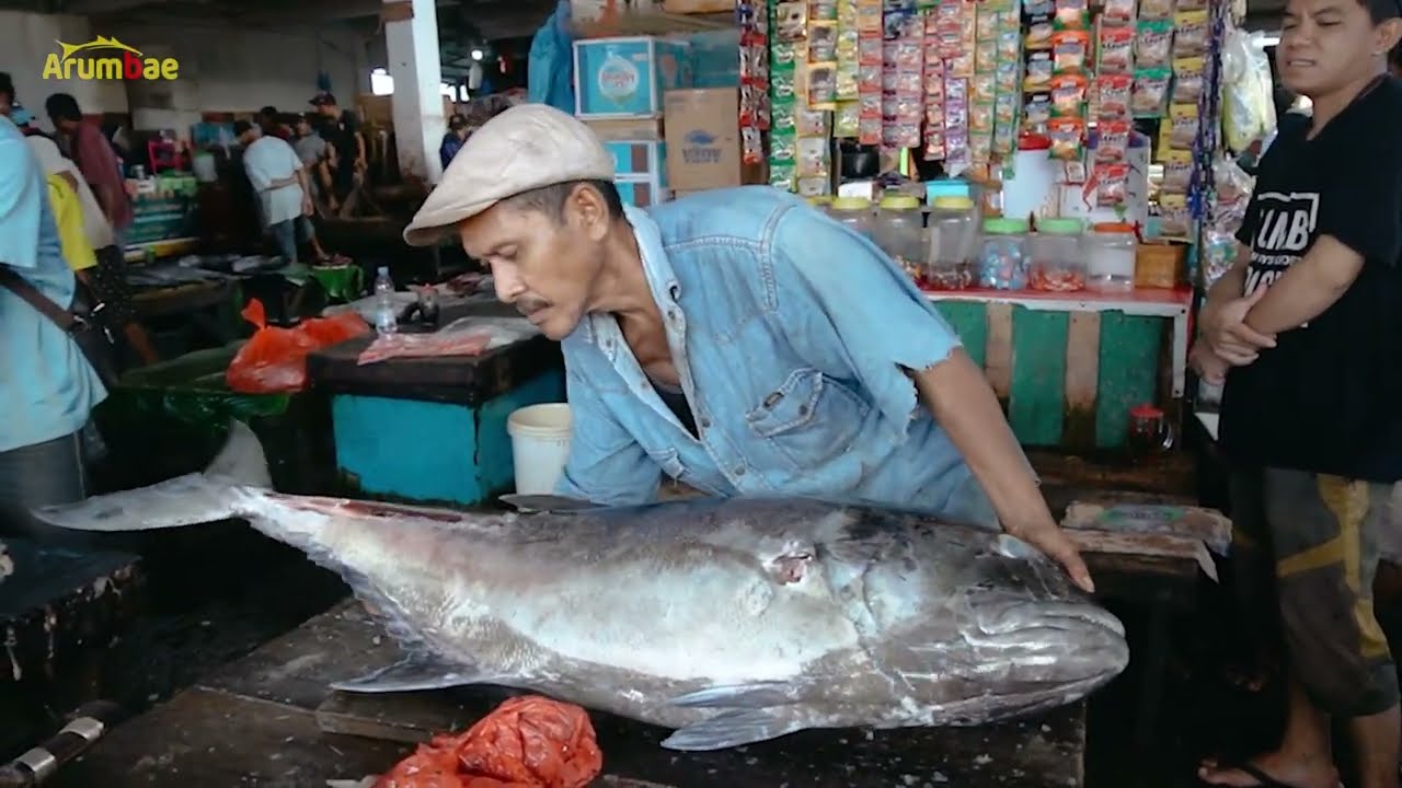 IKAN BOBARA MONSTER - 150KG - YouTube