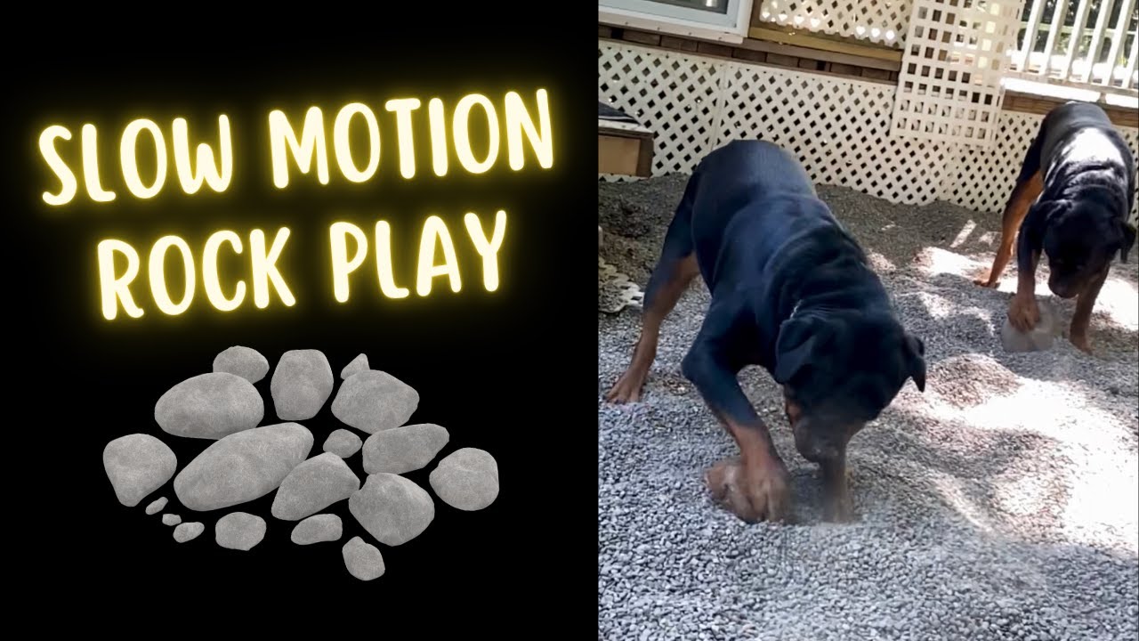 Dogs playing in slow motion. - YouTube