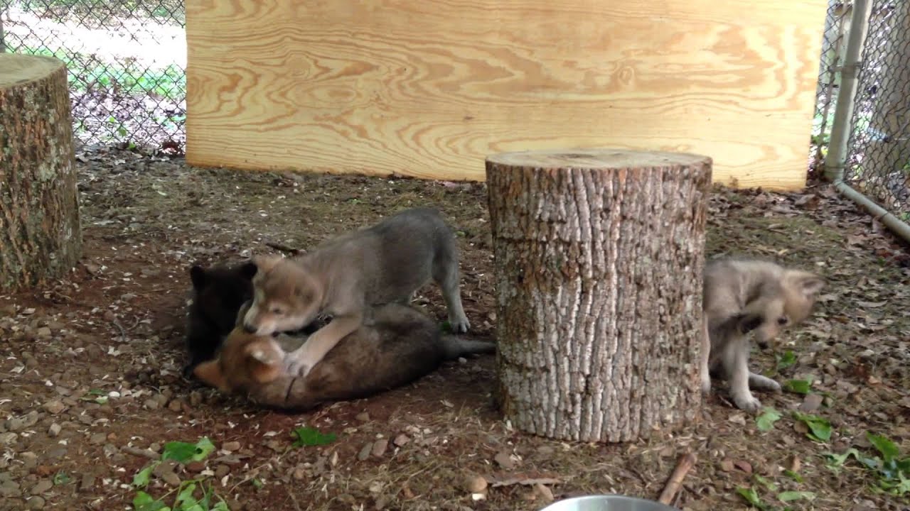 Wolf puppies at play - YouTube