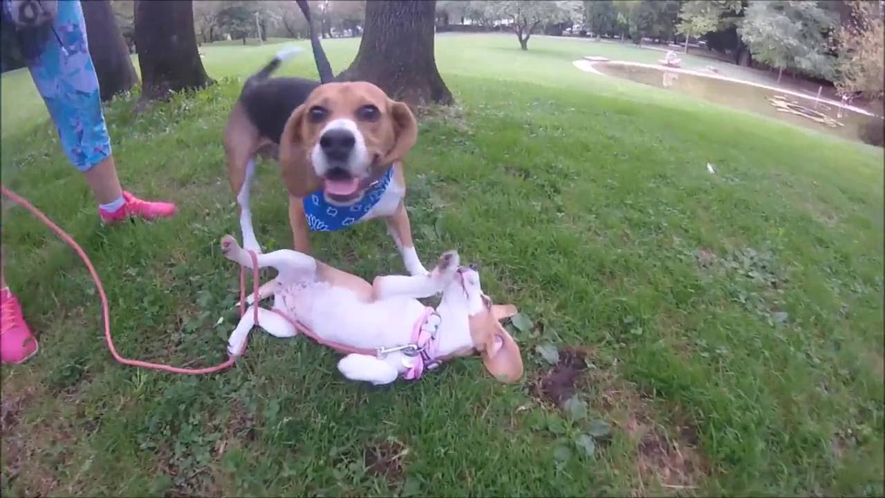 Giant & Nala - YouTube