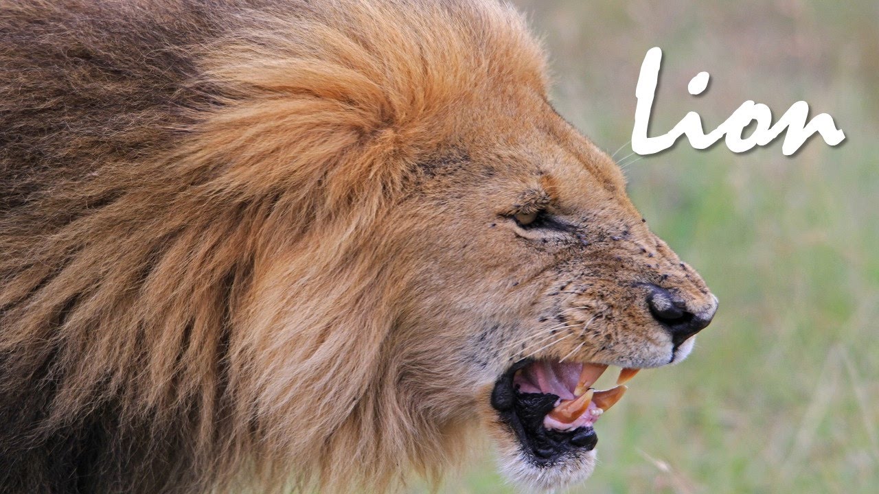 Lion - YouTube
