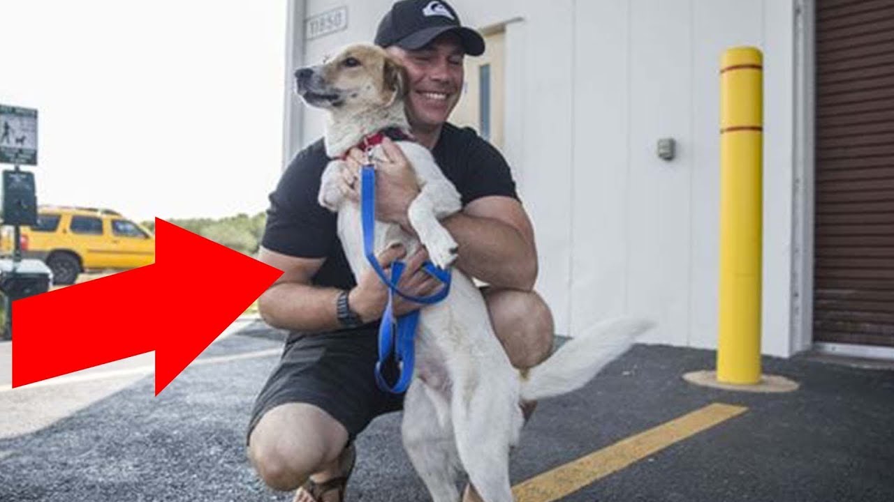 Marine Reunites With Three Legged Dog After Meeting Abroad. - YouTube