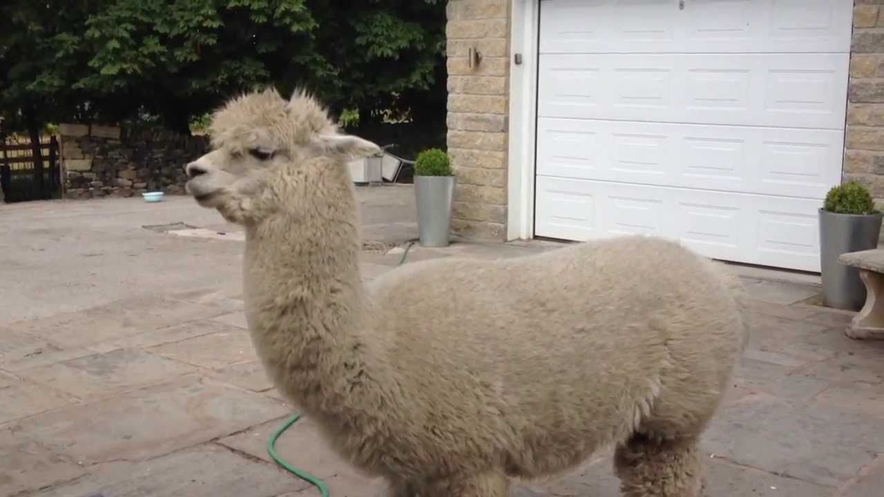 Humming alpaca :) - YouTube