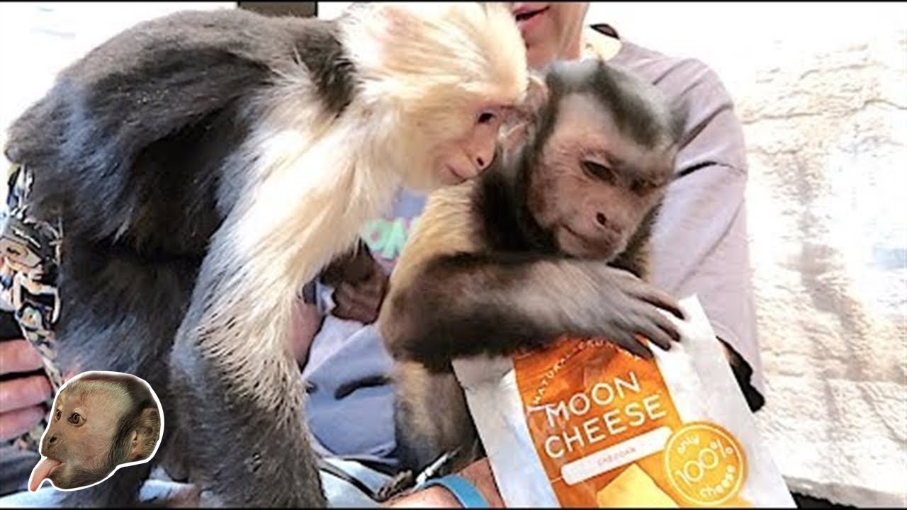 Monkey Full Moon MoonCheese Party! - YouTube