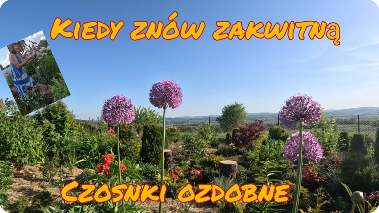 Kiedy znów zakwitną czosnki ozdobne. Wiosna i jesień w ogrodzie. - YouTube