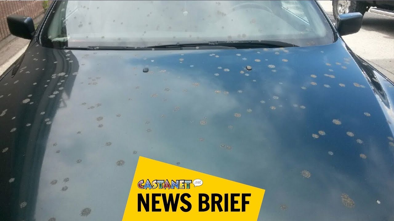 Poop falls into car from sky - YouTube