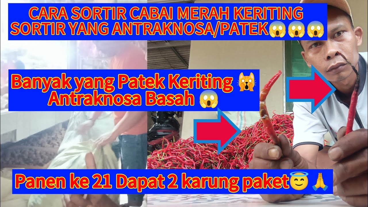 Cara Sortir Panen Cabai Keriting ke 21 X Masih Tinggi harganya Di # ...