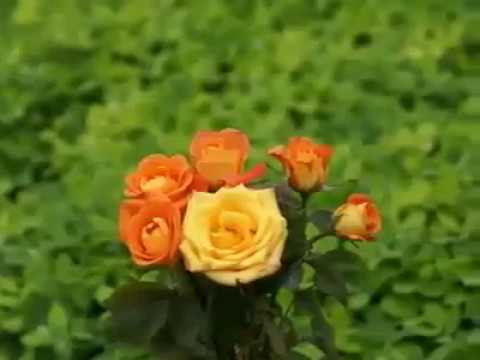 Bu Güller Sizin Değerli İnsanlar.