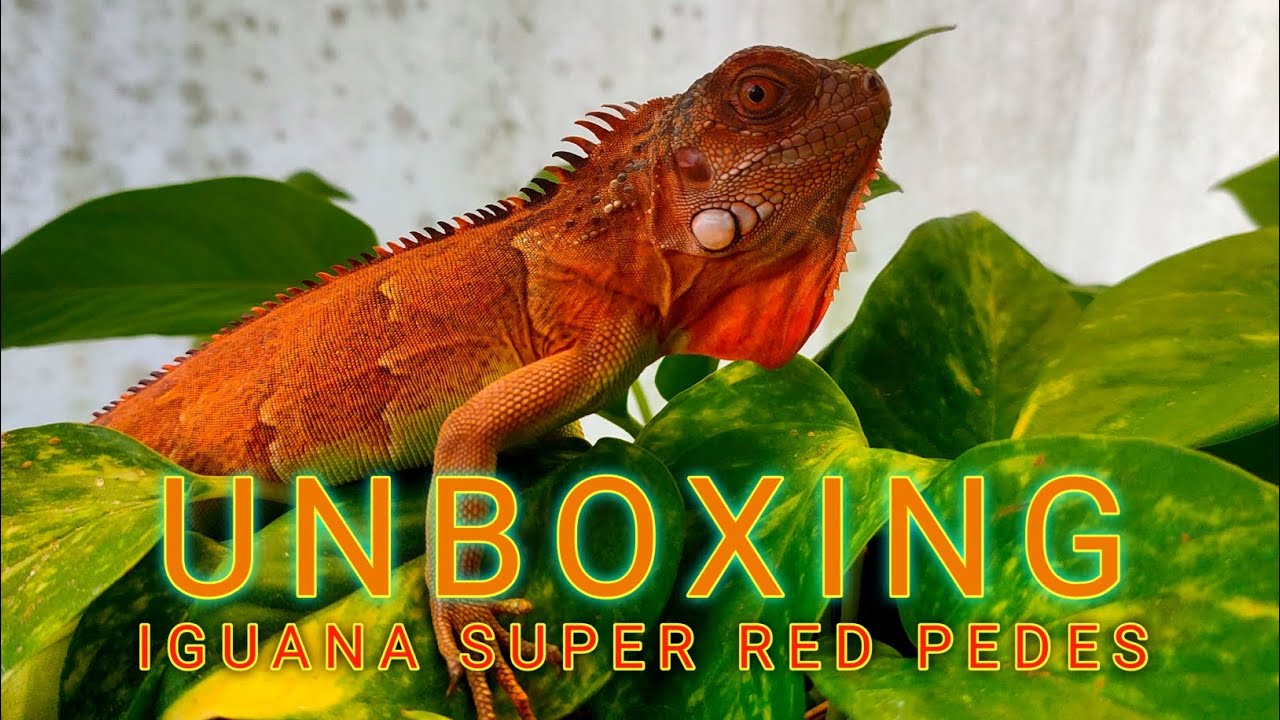 Unboxing Super Red Iguana Bukan Ikan Channa - YouTube