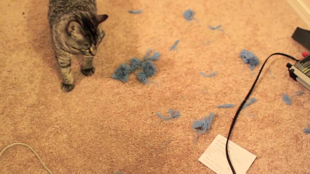 Cat playing fetch - YouTube