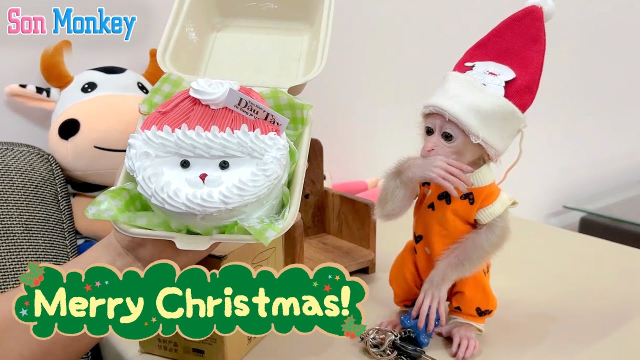 The baby monkey received a surprise gift from his father on Christmas ...