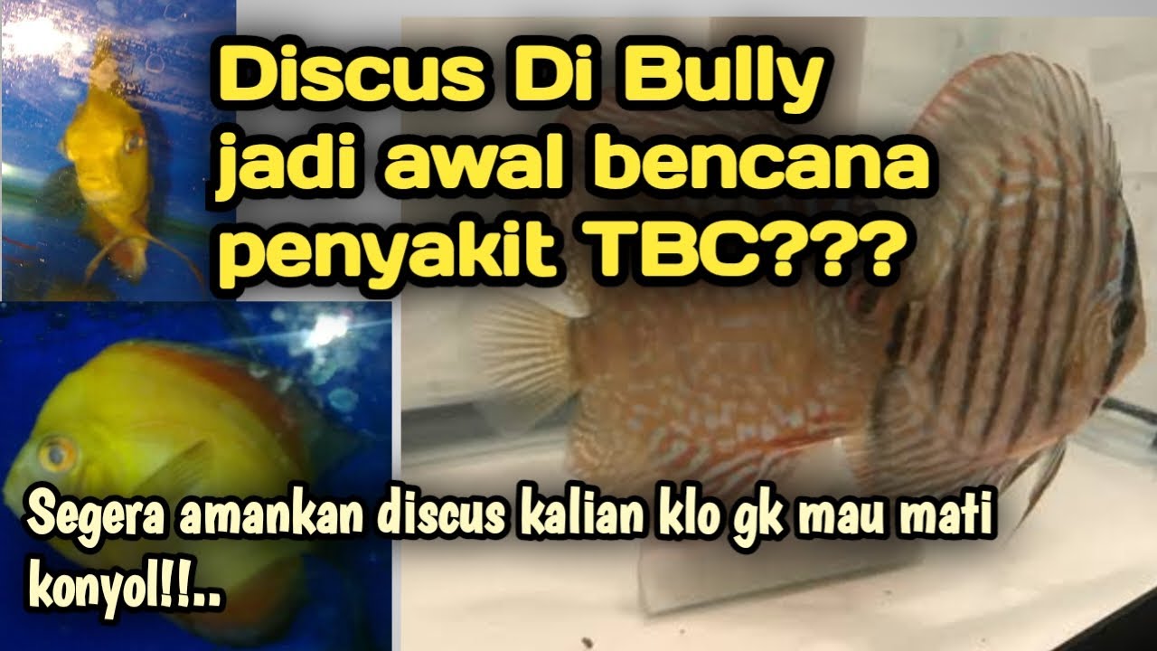 Discus suka ngebully awal dari penyakit serius pada ikan Discus - YouTube