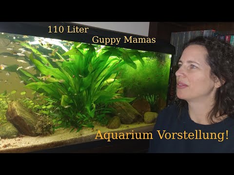110l Guppys und Garnelen Aquarium: Vorstellung in allen Details!