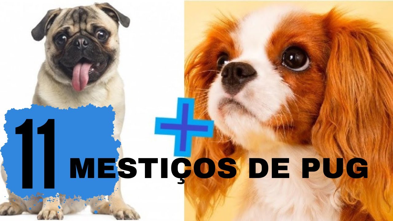11 MESTIÇOS DE PUG QUE ENCANTAM. | QUAL RESULTADO DO CRUZAMENTO DO PUG ...