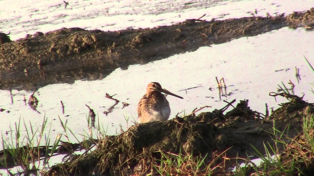 Snipe cleaning with calls of birds 111 - YouTube
