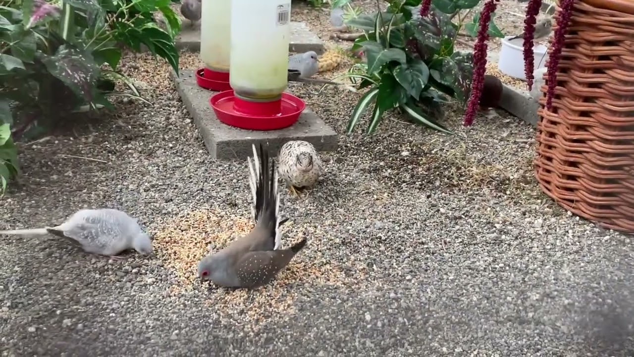 Diamond doves zebra finch & button quails in aviary - YouTube