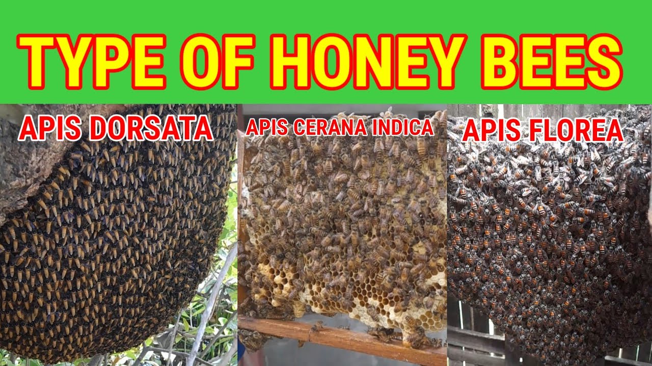 Type Of Honey Bees | Apis Dorsata | Apis Cerana Indica | Apis Florea 🐝 ...