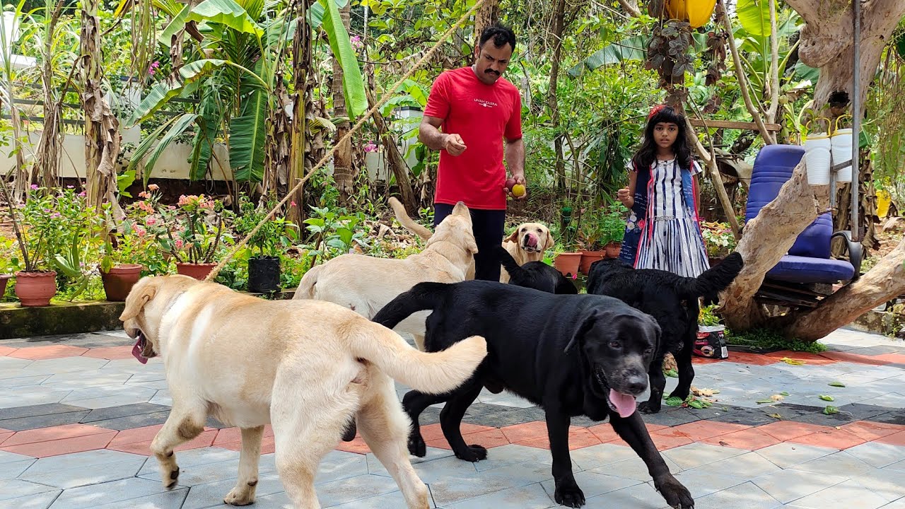 Labrador Family|Heavy head Labradors|Heavy bone Labrador - YouTube