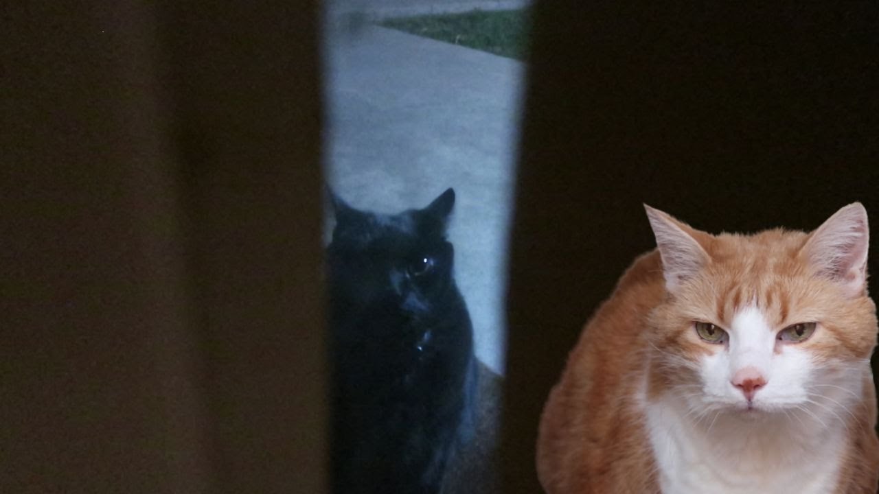 Cat Wants To Face Off With Other Cat - YouTube
