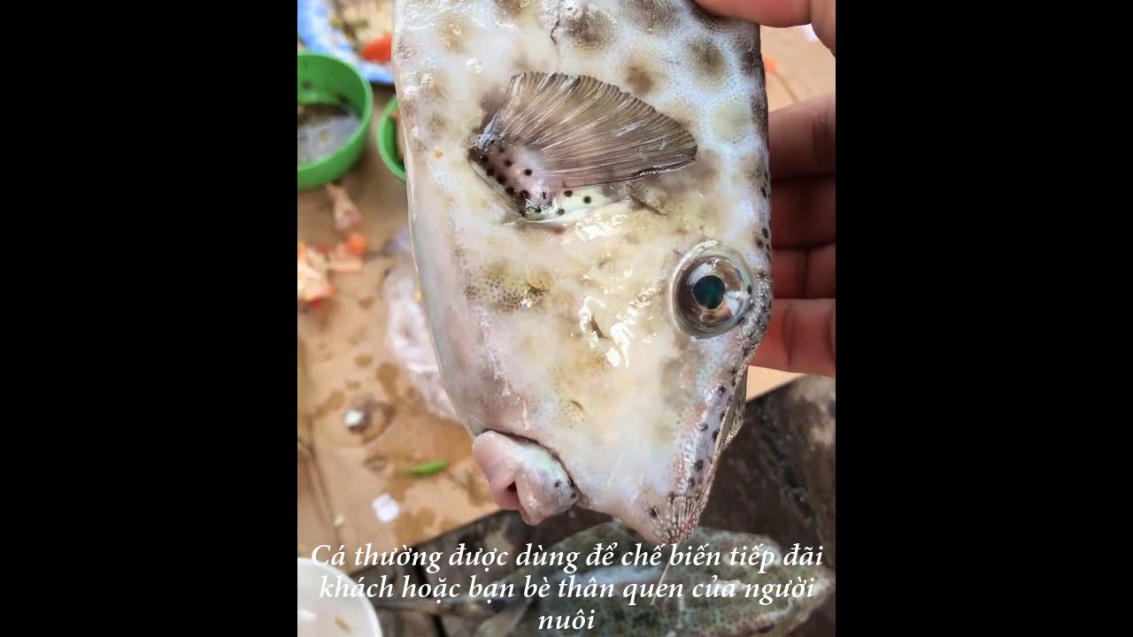 Puffer Fish|Cá bò nướng|Grilled puffer Fish - YouTube