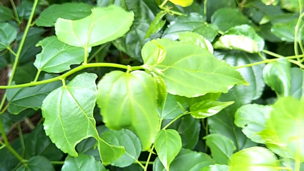 Ulam Pucuk Peria Pantai. - YouTube