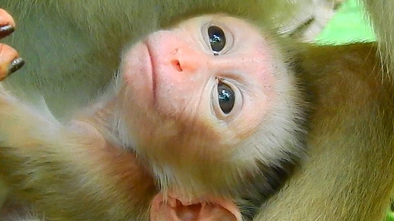 Newborn monkey starving mom face for asking milk - YouTube