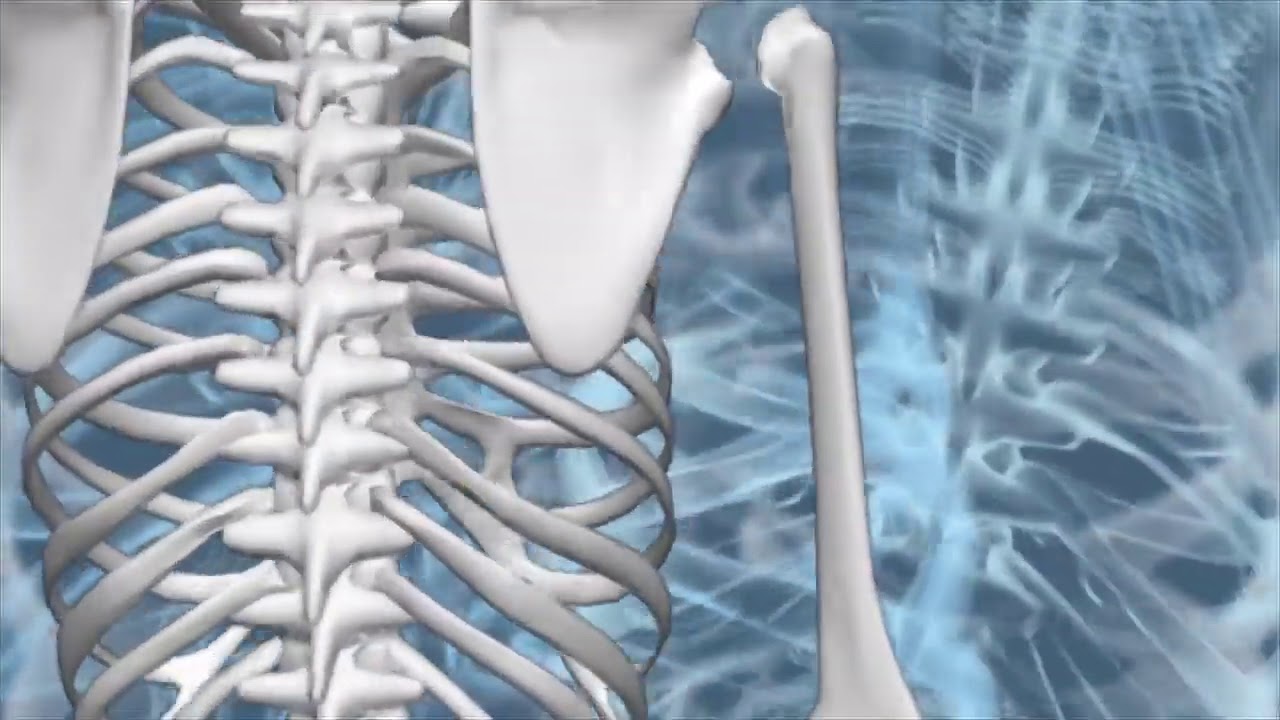 No copyright video bones skeletal human free copyright all video ...