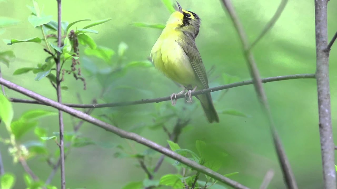 Kentucky Warbler-Geothlypis formosa - YouTube