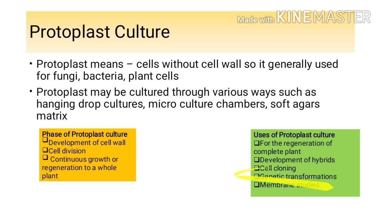 Organ Culture | Protoplast Culture | Plant Tissue Culture - YouTube