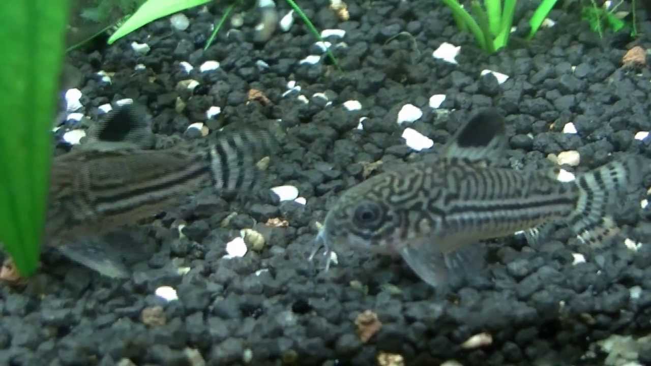 Zoetwater Aquarium Meerval Soorten Welke Vissen Kunnen Samen In Een