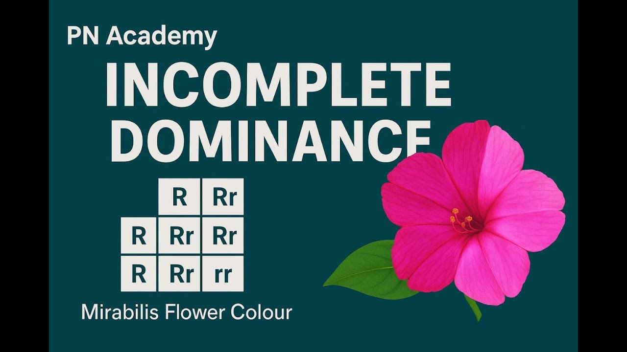 🧬 Incomplete Dominance | Class 12 Biology | PN Academy - YouTube