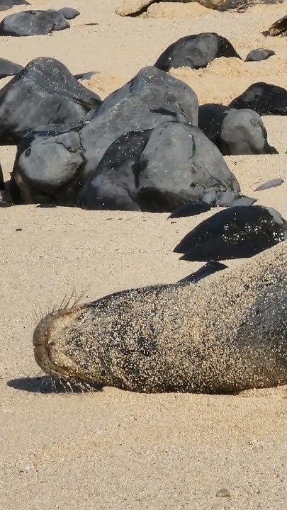 Monk seal on Maui - YouTube