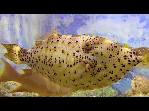 ソウシハギ Scrawled filefish,Scribbled leather jacket,Figured leather jacket ...