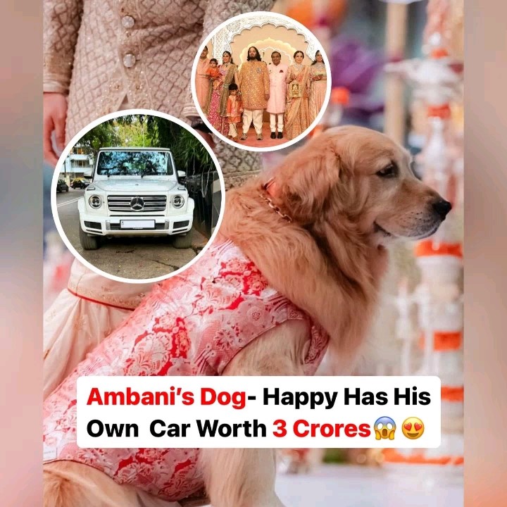 Ambani Dog Happy Has His own car worth 3 Crores 😱 #shorts - YouTube
