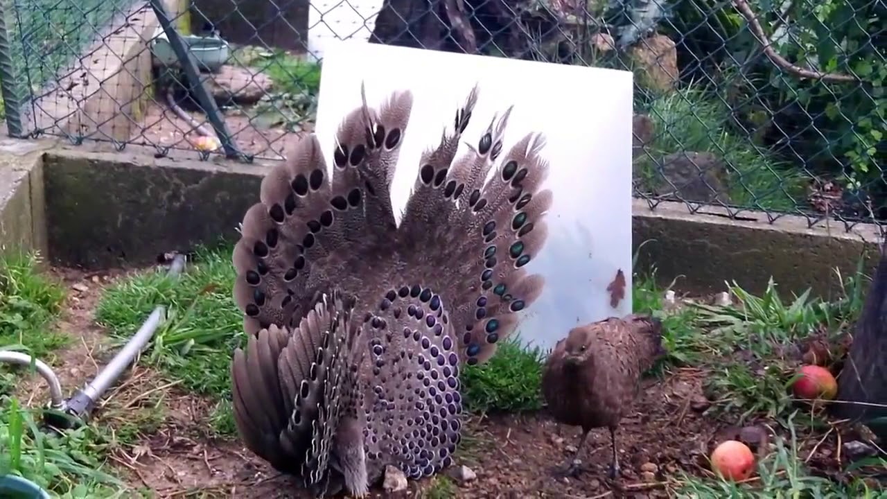 Vean como en esta Parada de Faisán Chinqui, conquista a su pareja y le ...