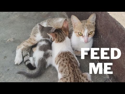 Big Cat Still Nursing with Kitten  (Breast feeding)