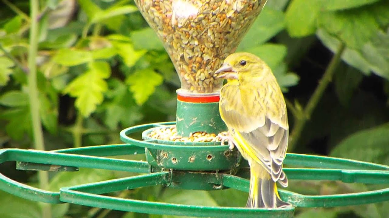 birds around a feeding table in Brixham - YouTube