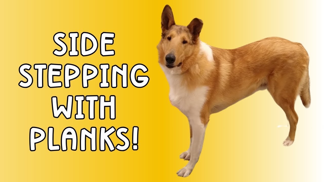 Positive Dog Training Advance Trick 🐶 Side Stepping with Planks! - YouTube