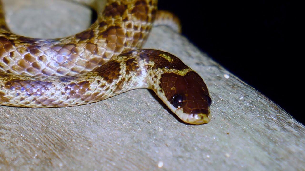 Andaman Wolf Snake (Lycodon hypsirhinoides) - YouTube