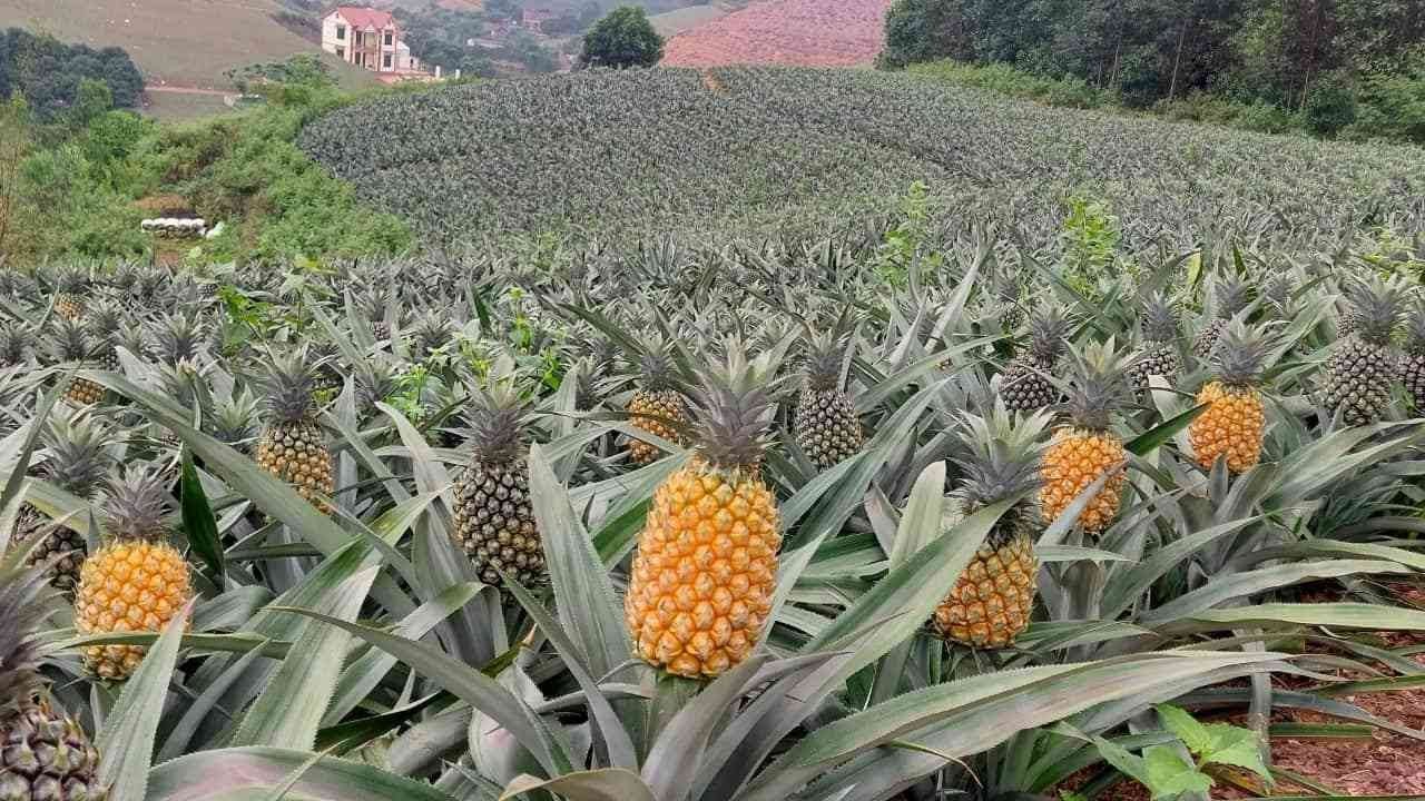 How Millions of Pineapples Are Harvested: Inside the Pineapple Farming ...