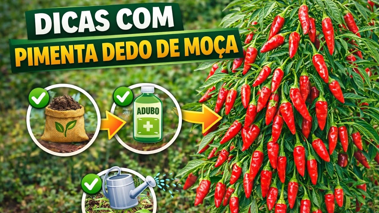 CUIDADOS COM PÉ DE PIMENTA DEDO DE MOÇA - YouTube